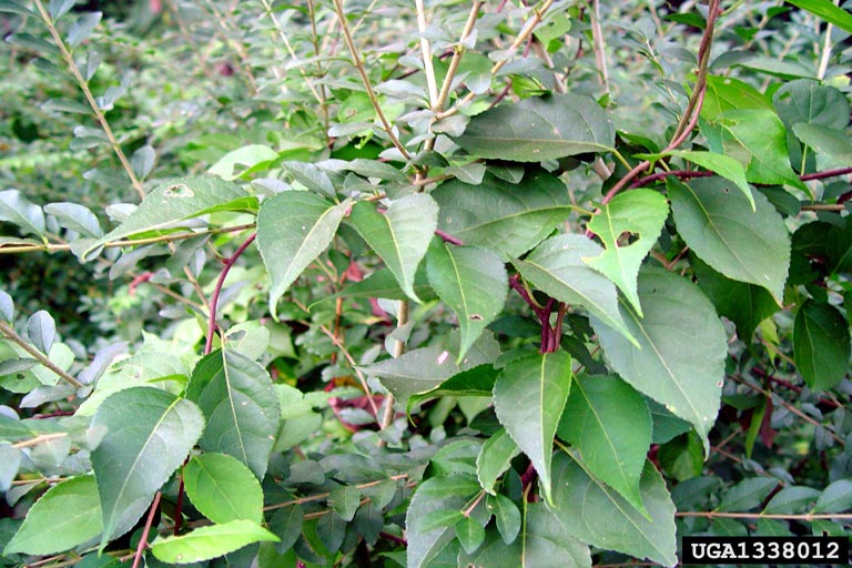 round leaf bittersweet (Celastrus orbiculatus)
