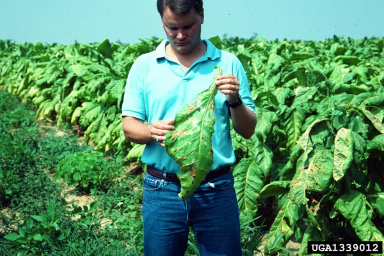 potato tuber moth (Phthorimaea operculella (Zeller))