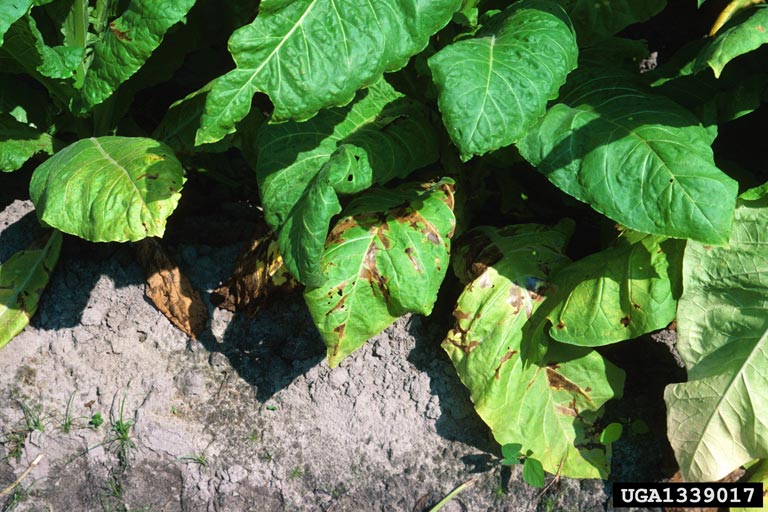 potato tuber moth (Phthorimaea operculella)