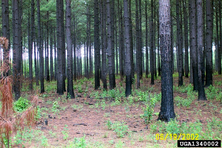 loblolly pine (Pinus taeda L.)