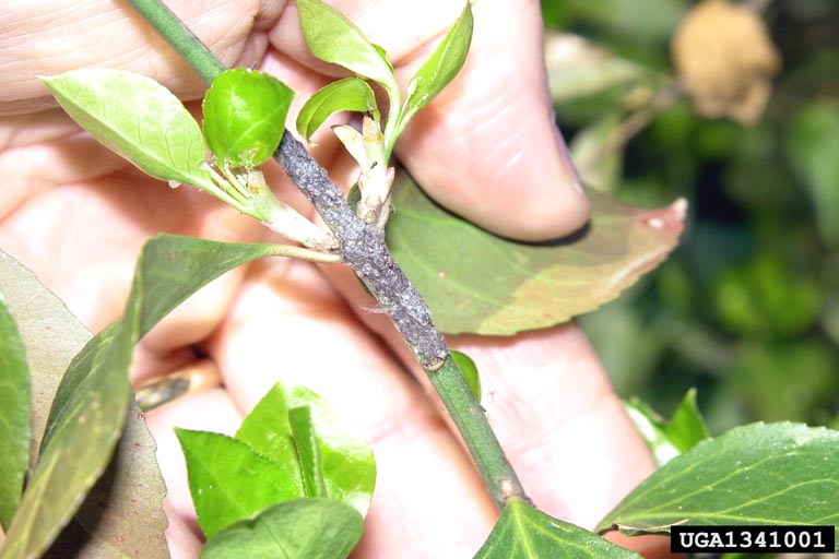 euonymus leaf notcher (Pryeria sinica Moore, 1877)