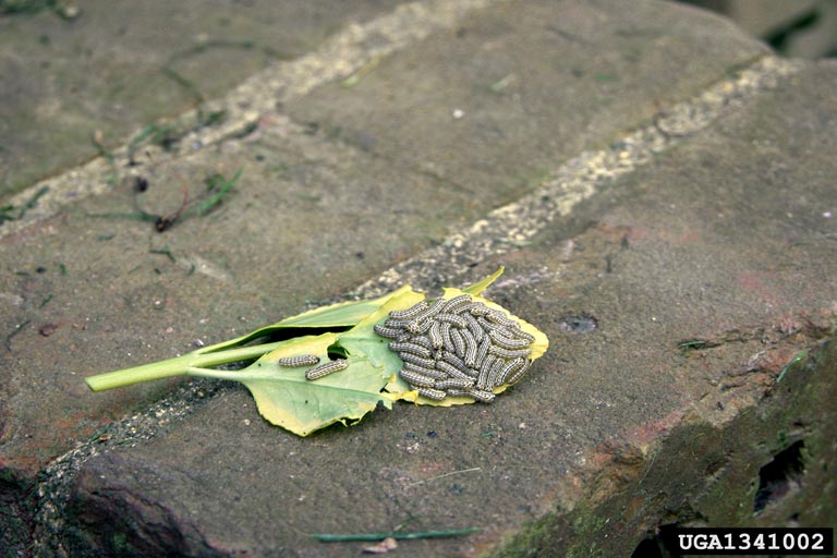 euonymus leaf notcher (Pryeria sinica Moore, 1877)