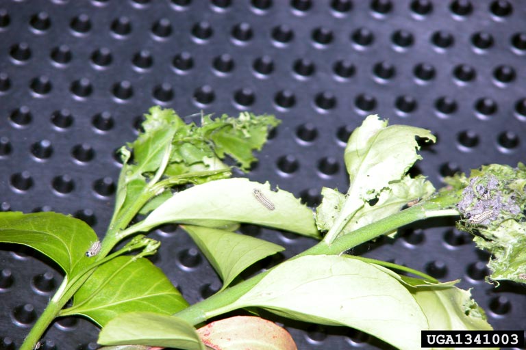 euonymus leaf notcher (Pryeria sinica Moore, 1877)