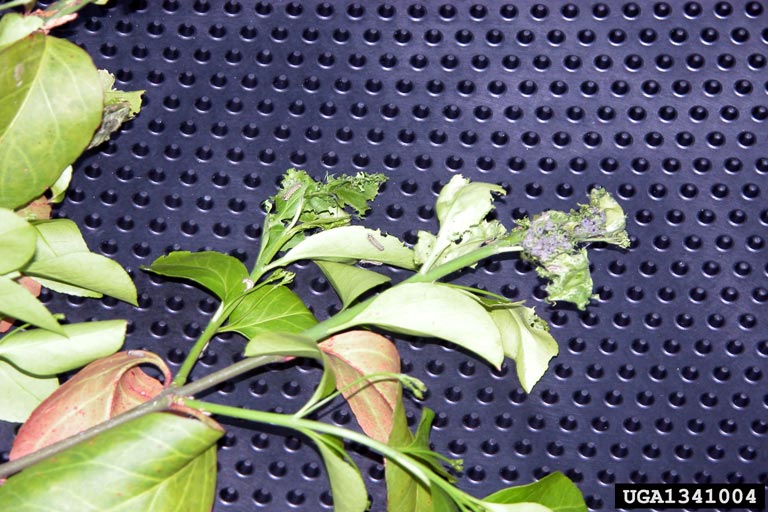 euonymus leaf notcher (Pryeria sinica Moore, 1877)