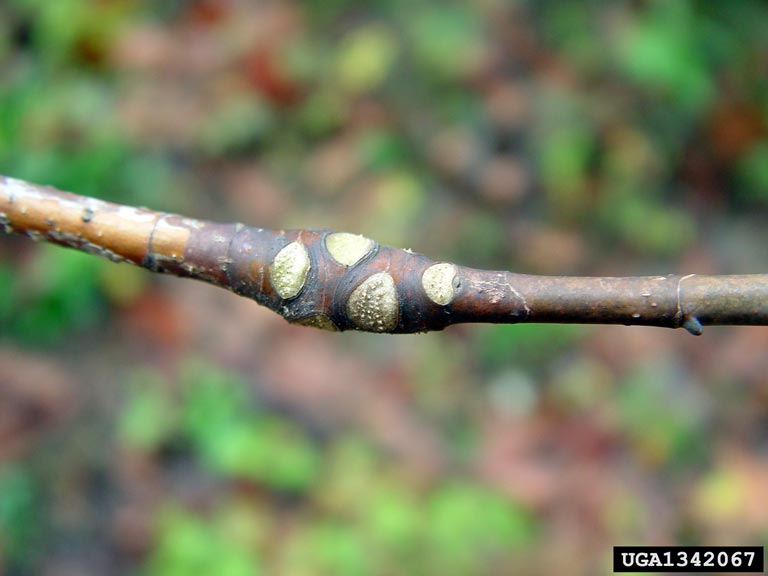 mountain magnolia (Magnolia fraseri Walt.)