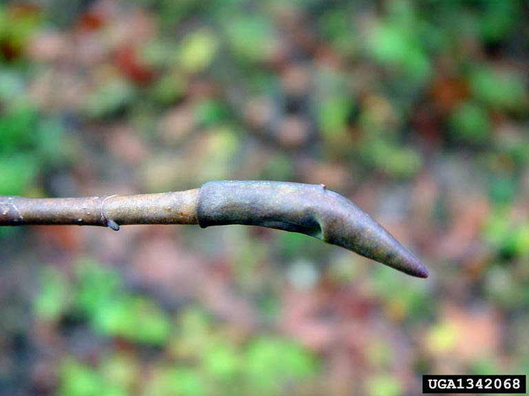 mountain magnolia (Magnolia fraseri Walt.)