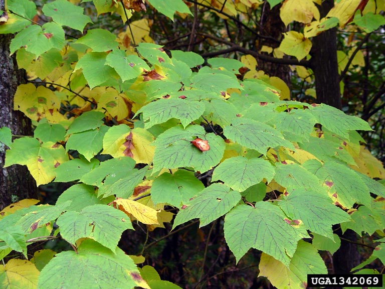 striped maple (Acer pensylvanicum)