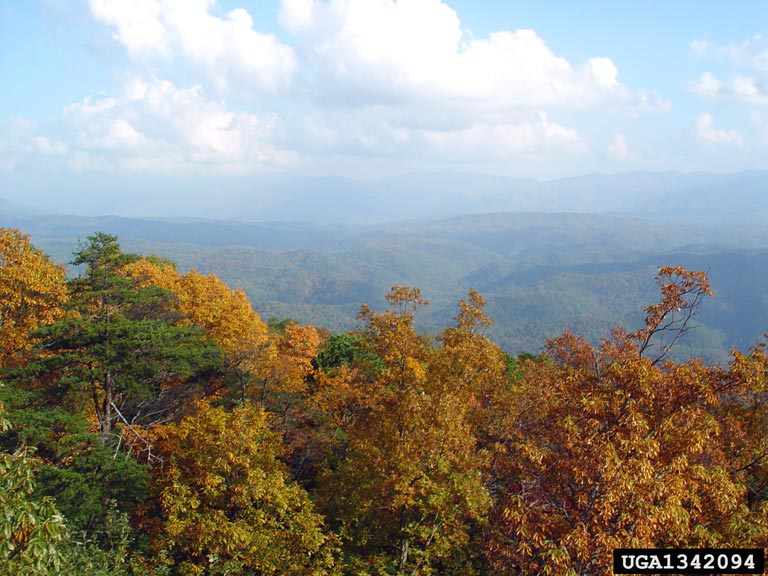 Appalachian mixed hardwoods-1342094