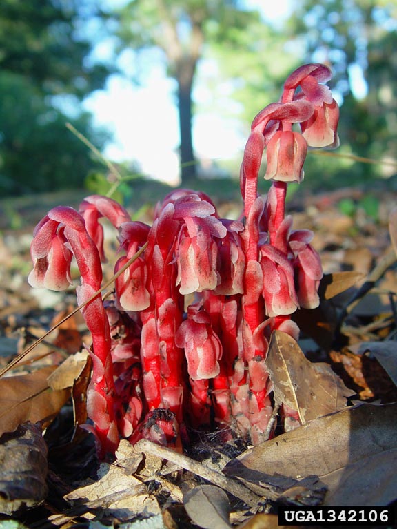 Indianpipe (Monotropa uniflora)