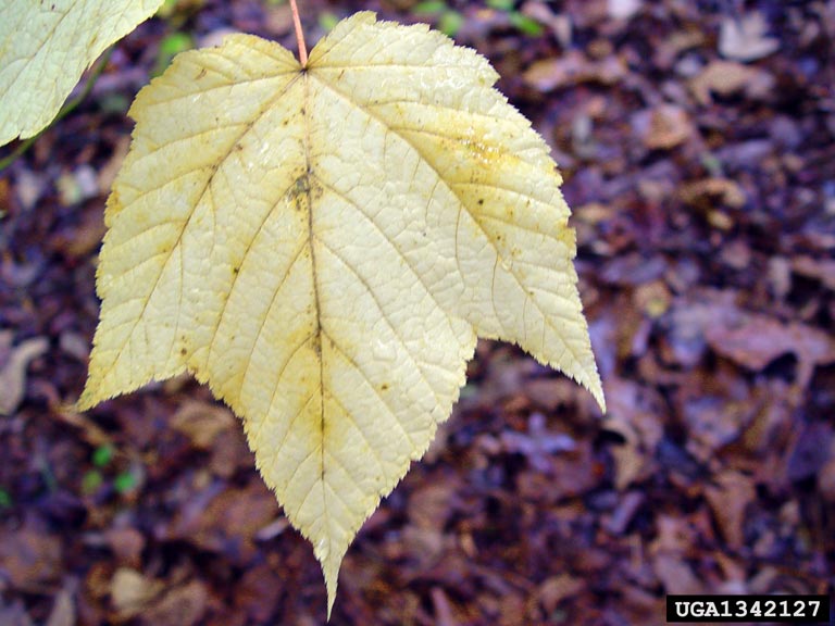 striped maple (Acer pensylvanicum L.)
