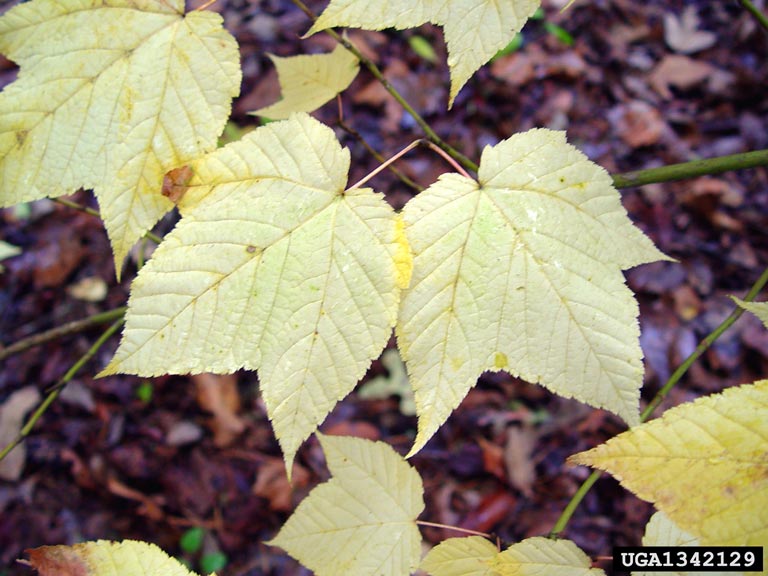 striped maple (Acer pensylvanicum L.)