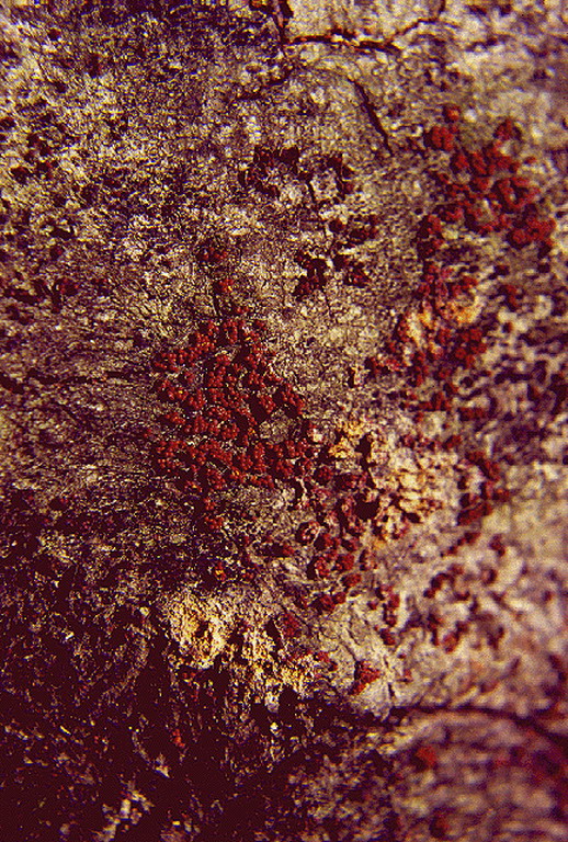 beech bark disease (Neonectria coccinea (Pers.) Rossman & Samuels)