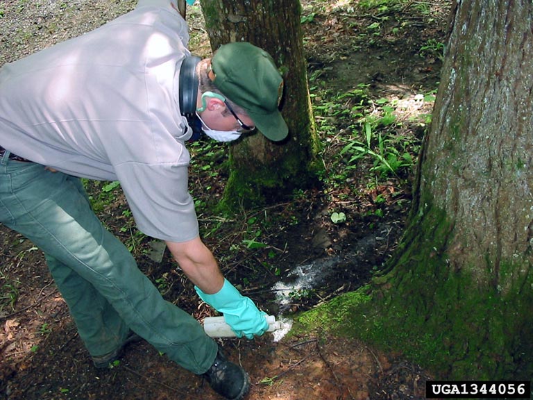 hemlock woolly adelgid (Adelges tsugae)