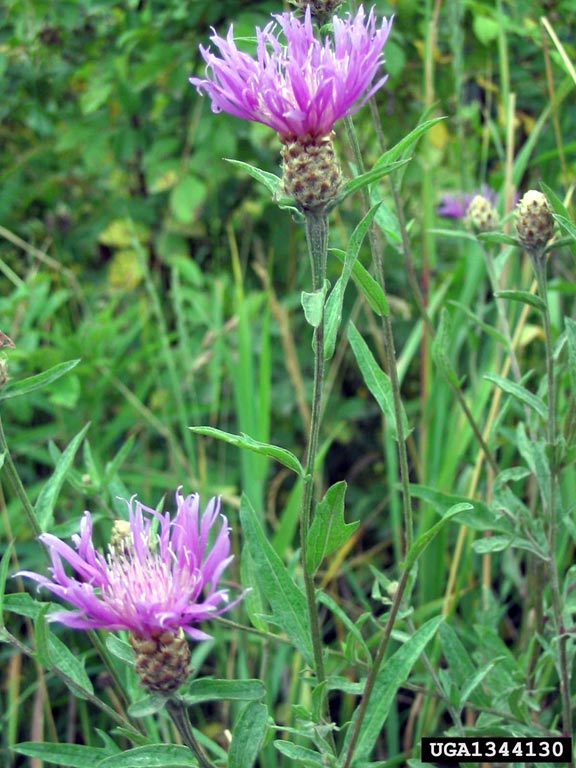 Aster (Family Asteraceae)