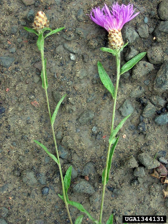 Aster (Family Asteraceae)