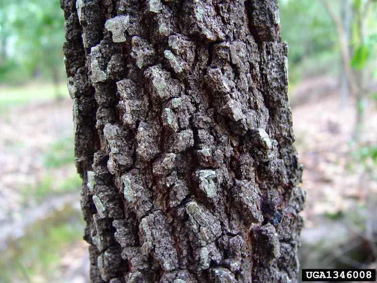 blackjack oak (Quercus marilandica Muenchh.)