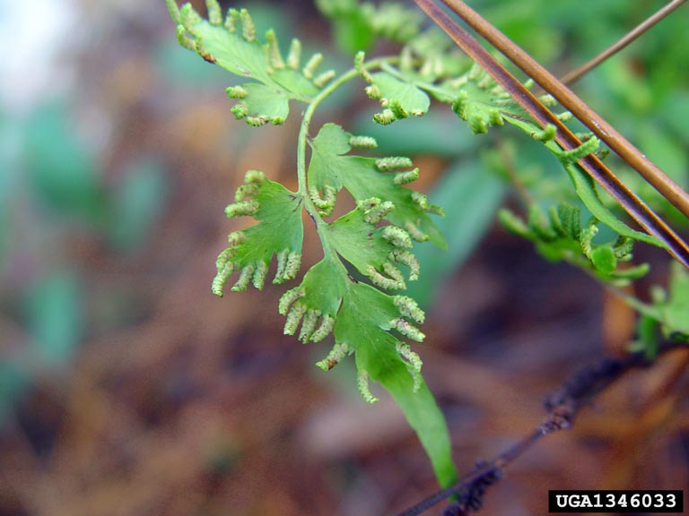 Japanese climbing fern (Lygodium japonicum (Thunb. ex Murr.) Sw.)