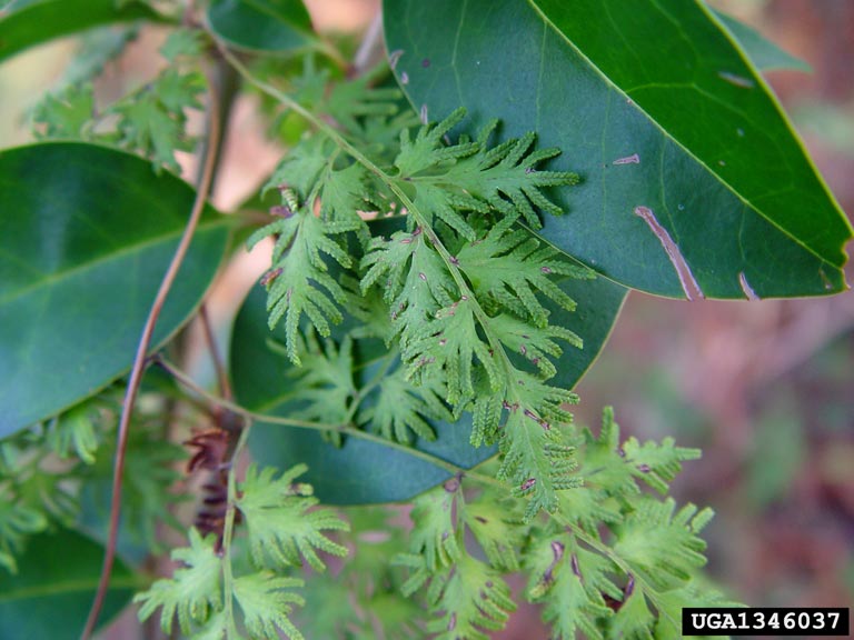 Japanese climbing fern (Lygodium japonicum (Thunb. ex Murr.) Sw.)