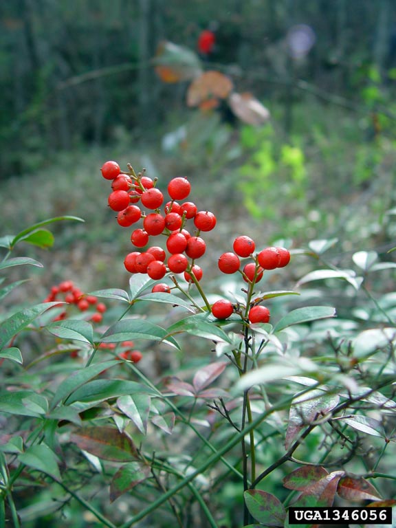 sacred bamboo (Nandina domestica Thunb.)