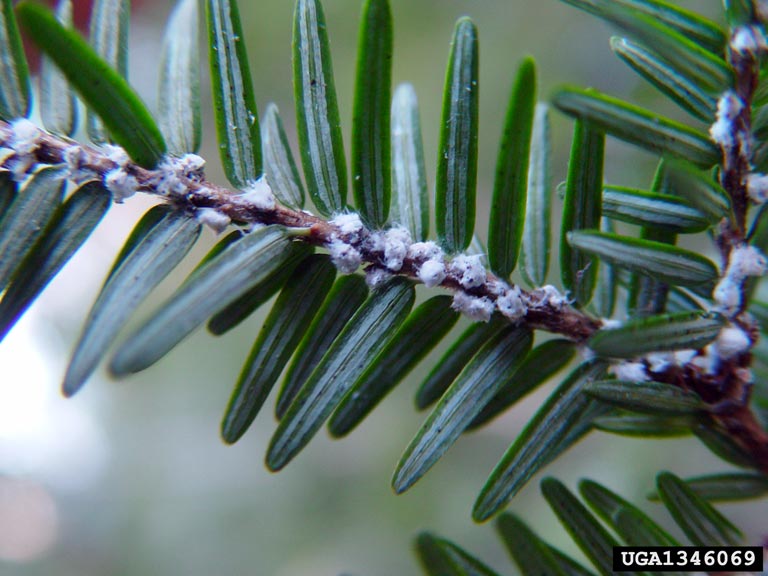 hemlock woolly adelgid (Adelges tsugae Annand, 1924)