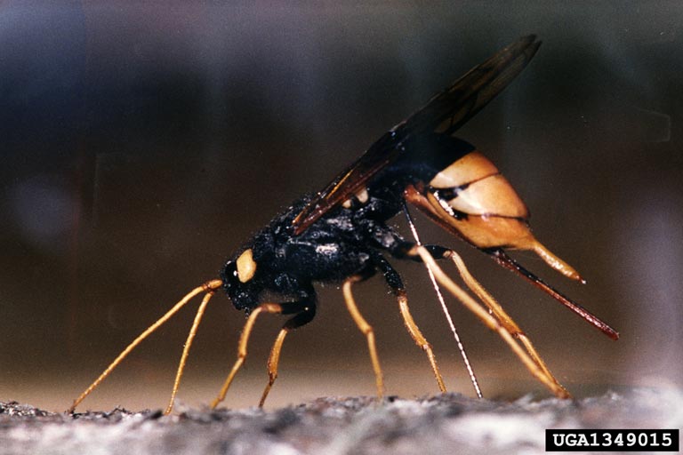 giant wood wasp (Urocerus gigas gigas)