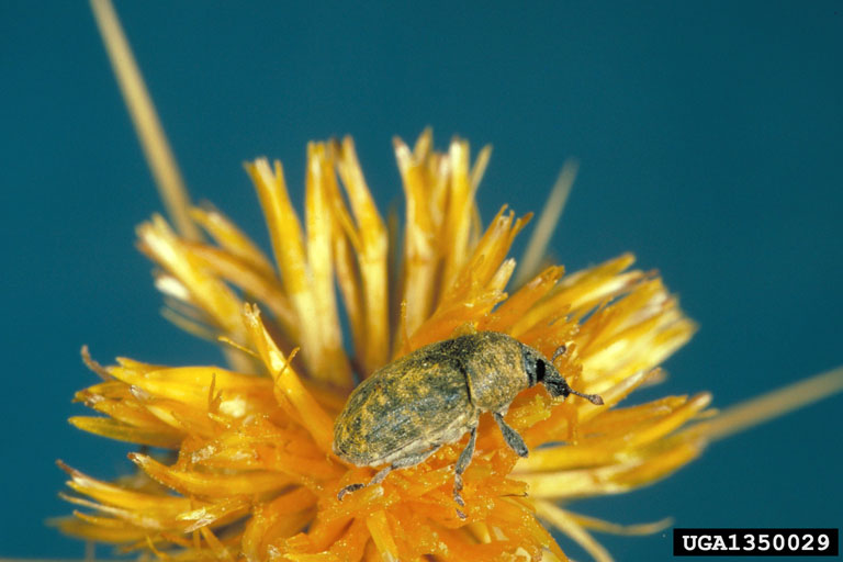 yellow starthistle flower weevil (Larinus curtus Hochhut, 1851)