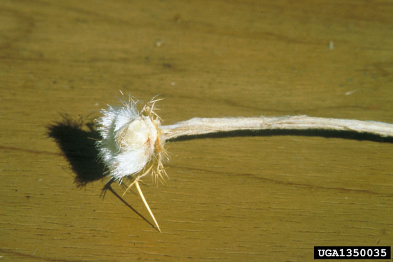 yellow star thistle gall fly (Urophora sirunaseva (Hering, 1938))