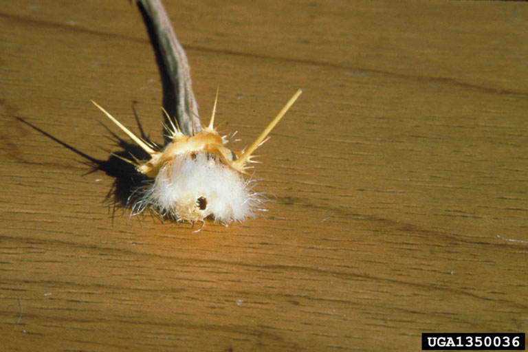 yellow star thistle gall fly (Urophora sirunaseva (Hering, 1938))