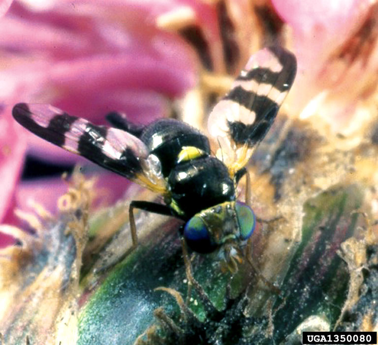 knapweed seed head fly (Urophora quadrifasciata (Meigen, 1826))