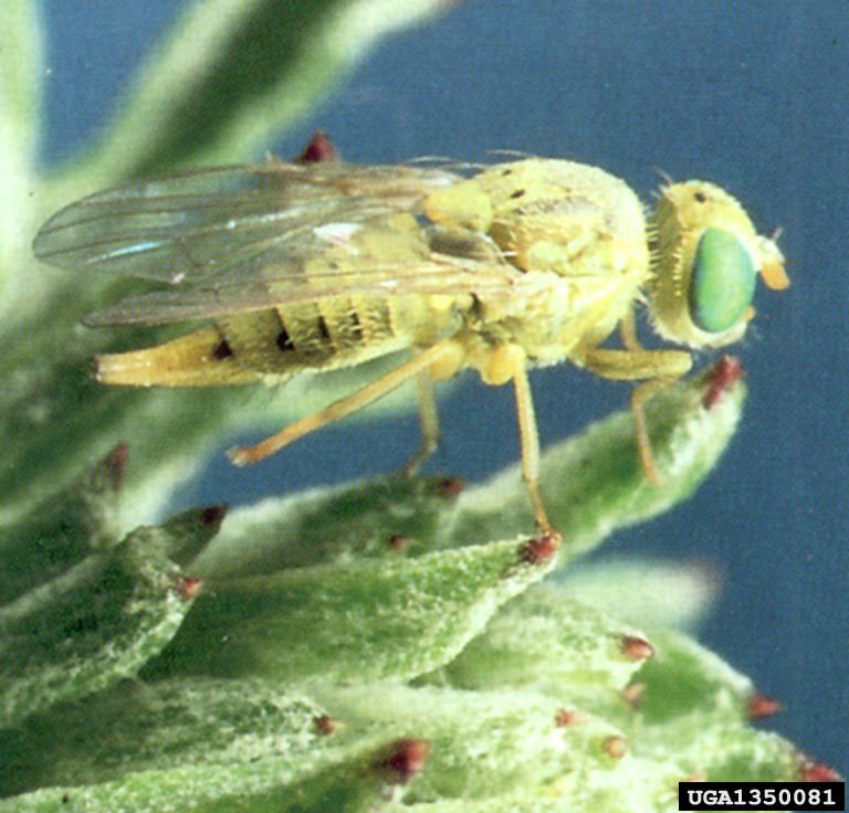 green knapweed clearwing fly (Terellia virens (Loew, 1846))