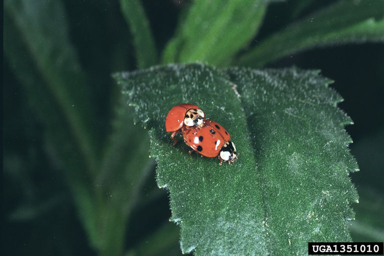lady beetles (family Coccinellidae) (Family Coccinellidae)