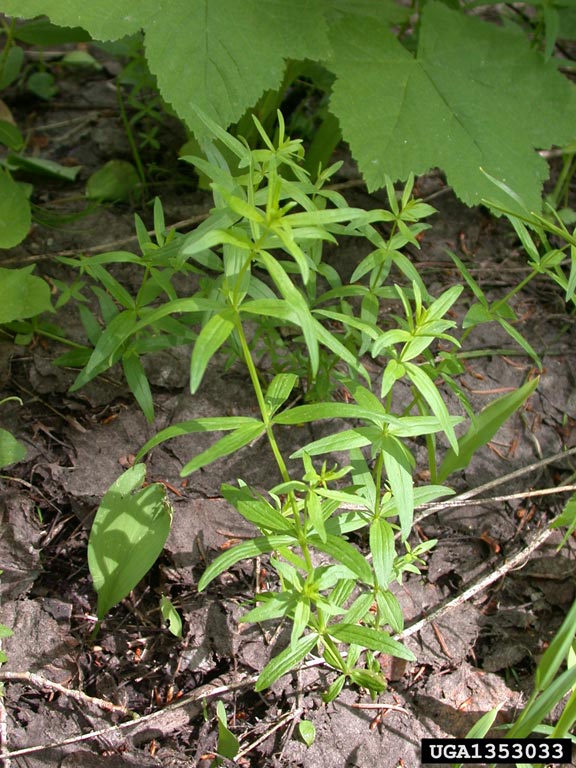 northern bedstraw (Galium boreale L.)