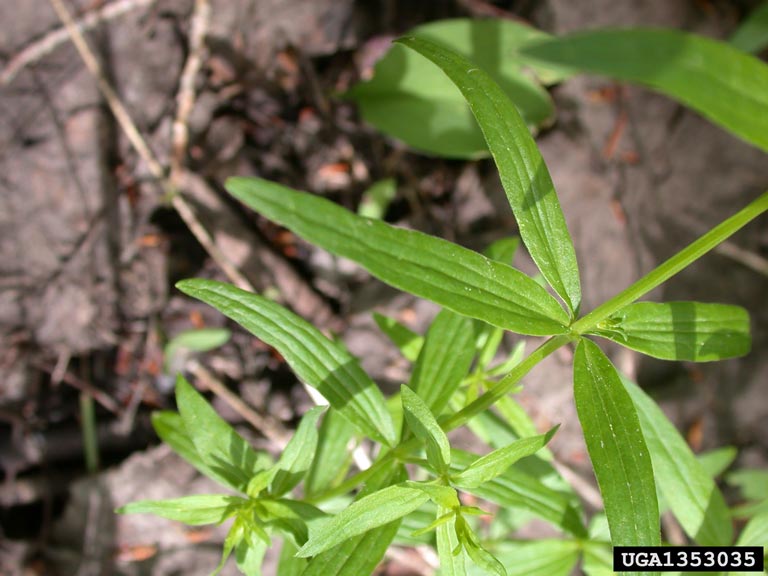 northern bedstraw (Galium boreale L.)