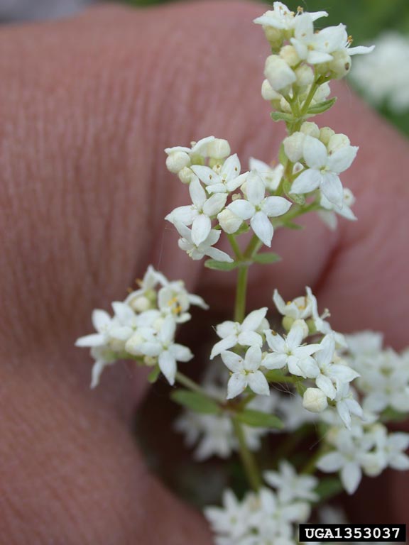 northern bedstraw (Galium boreale L.)