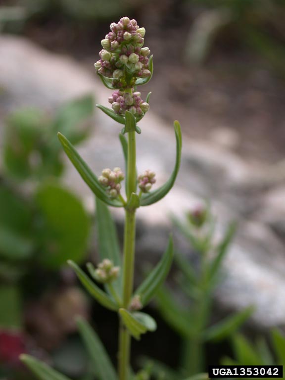 northern bedstraw (Galium boreale L.)