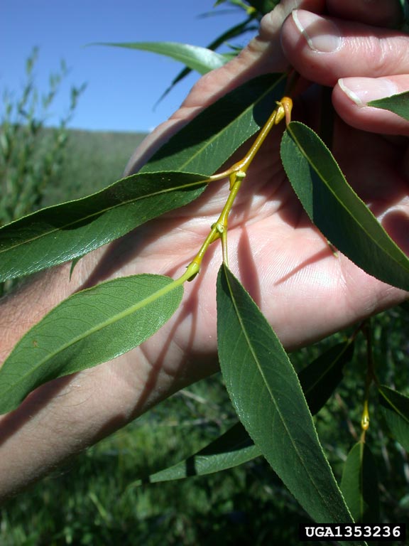 yellow willow (Salix lutea Nutt.)