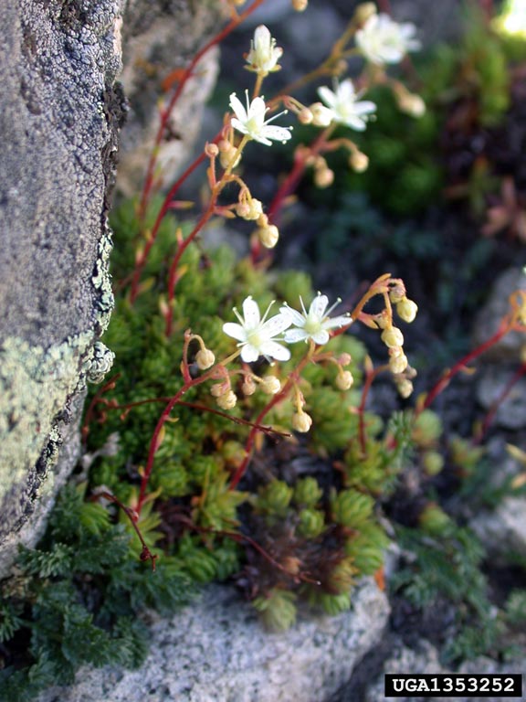 matted saxifrage (Saxifraga bronchialis ssp. austromontana)