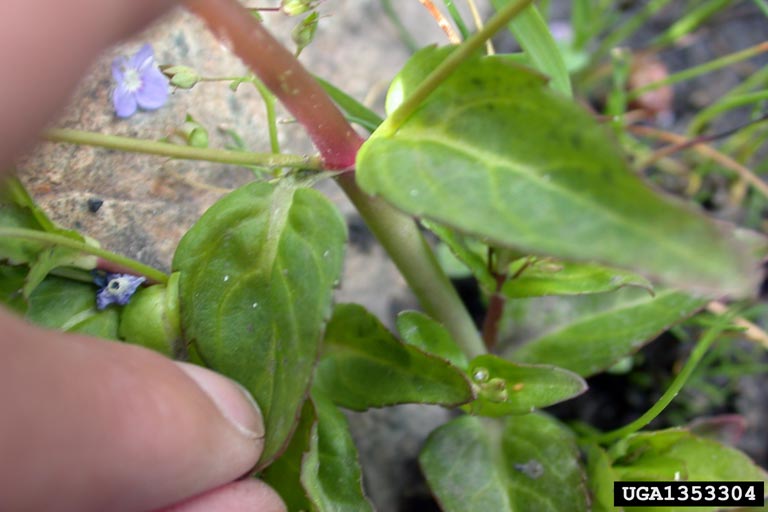 American speedwell (Veronica americana)