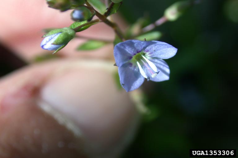 American speedwell (Veronica americana Schwein. ex Benth.)