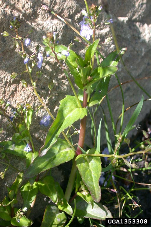 American speedwell (Veronica americana)