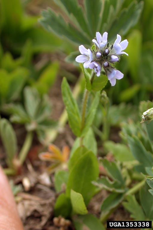 American alpine speedwell (Veronica wormskjoldii Roemer & J.A. Schultes)