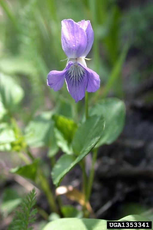 sand violet (Viola affinis Le Conte)