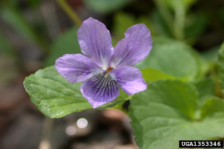 sand violet (Viola affinis)