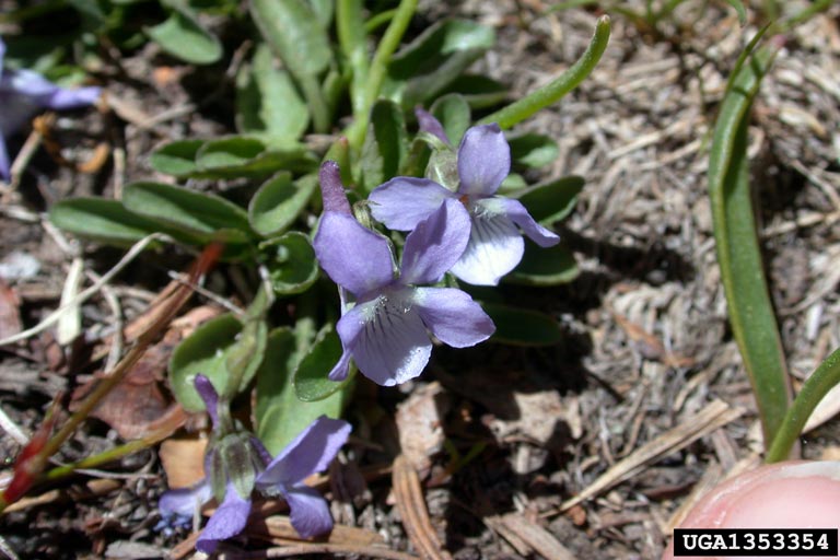 alpine violet (Viola labradorica)