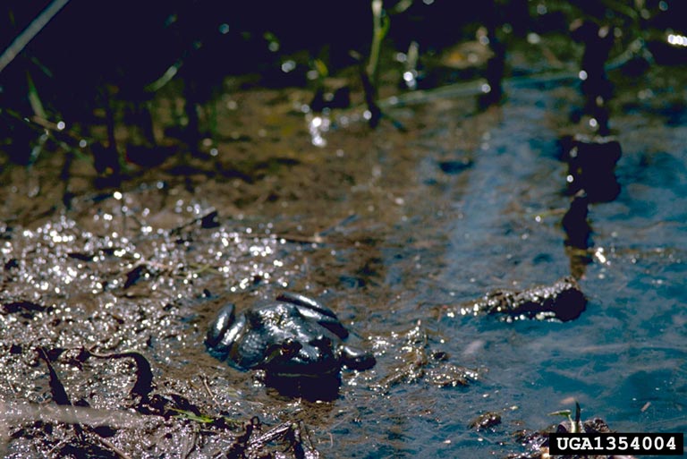 American bullfrog (Lithobates catesbeianus Shaw, 1802)