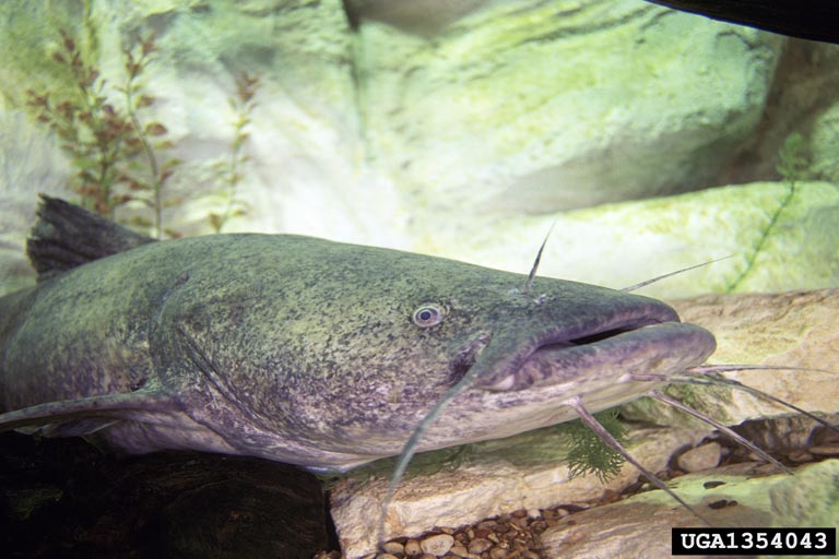 flathead catfish (Pylodictis olivaris (Rafinesque, 1819))