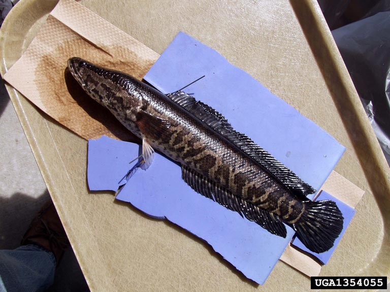 northern snakehead (Channa argus (Cantor, 1842))