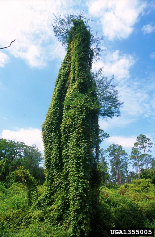 old world climbing fern (Lygodium microphyllum)