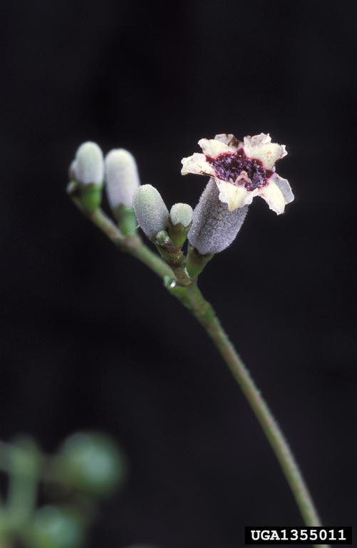 skunk-vine (Paederia foetida L.)