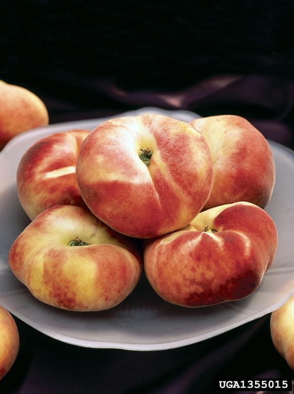 peach (Prunus persica)